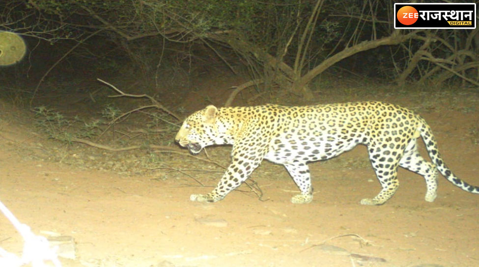 Dholpur news bari Movement of Tiger and Panther in the forests of Bari ...
