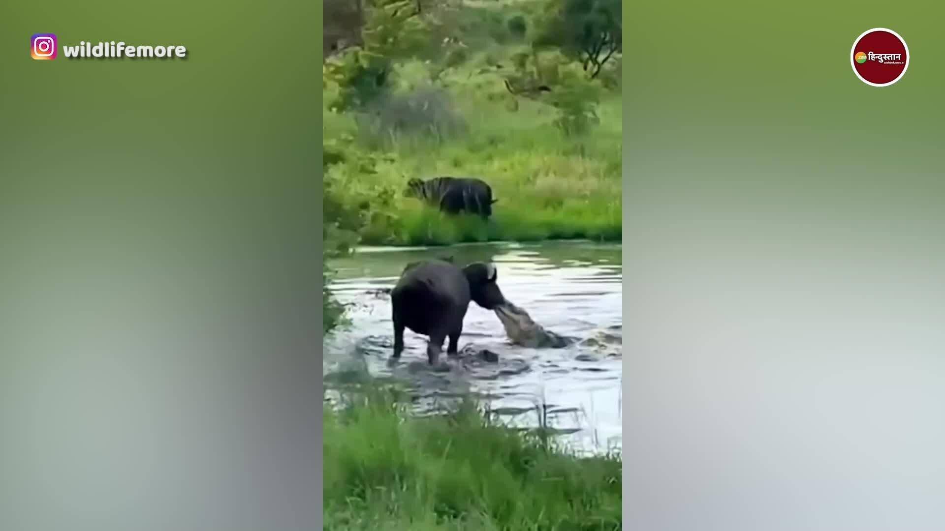 crocodile and buffalo seen fighting in water watch scary viral ...