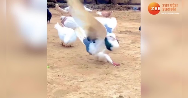 kabootar ki kalabaji pigeon doing backflip users compared it with tiger shroff watch most funny ...