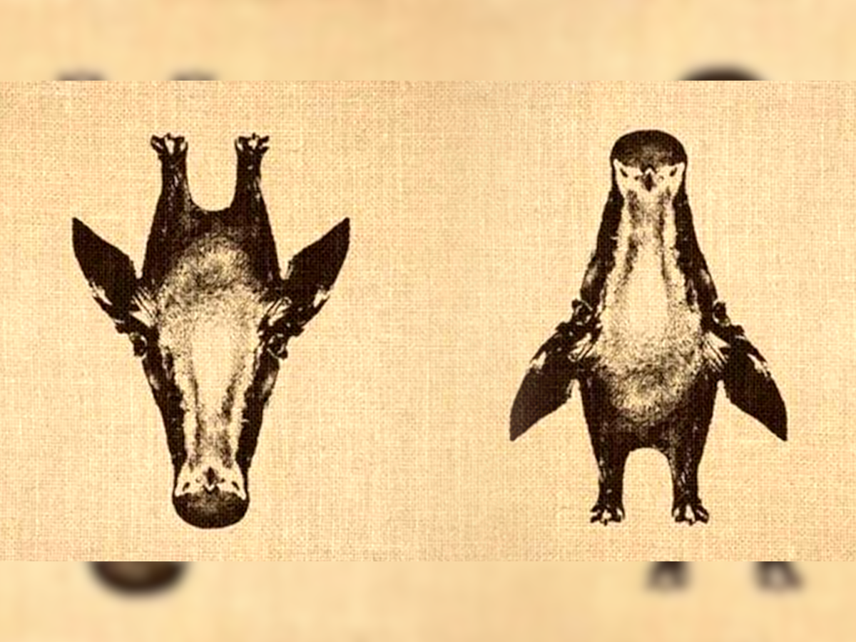 trending optical illusion a genius can find the penguin hidden among ...
