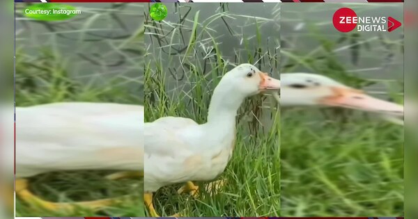 Duck hunting and eating alive snake in moment wild animal video watch ...