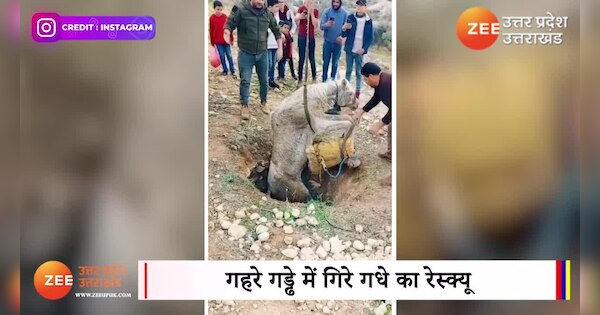 Donkey rescue viral video watch how mule taken out from a pit with ...