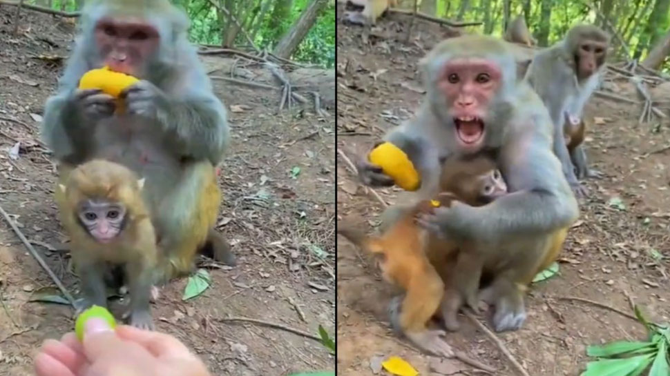 trending today mother kept stopping monkey from taking food from ...