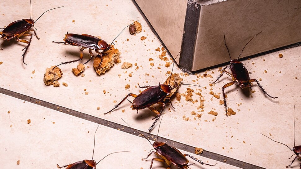 boss fight with employee leave cockroaches in the office have to go ...