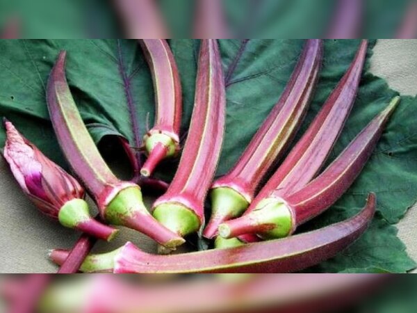 Business Idea red lady finger farming and get high income | Business ...