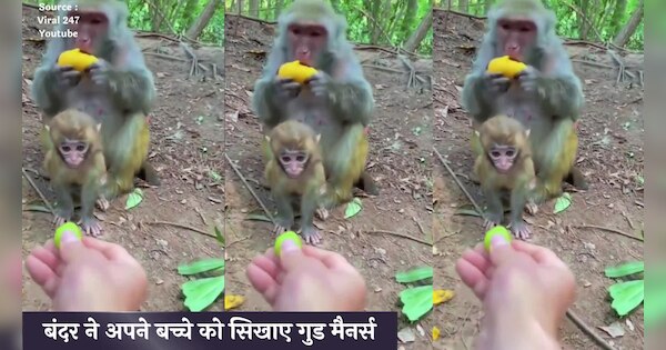 Viral Video Monkey taught good manners to his child hearts will be ...