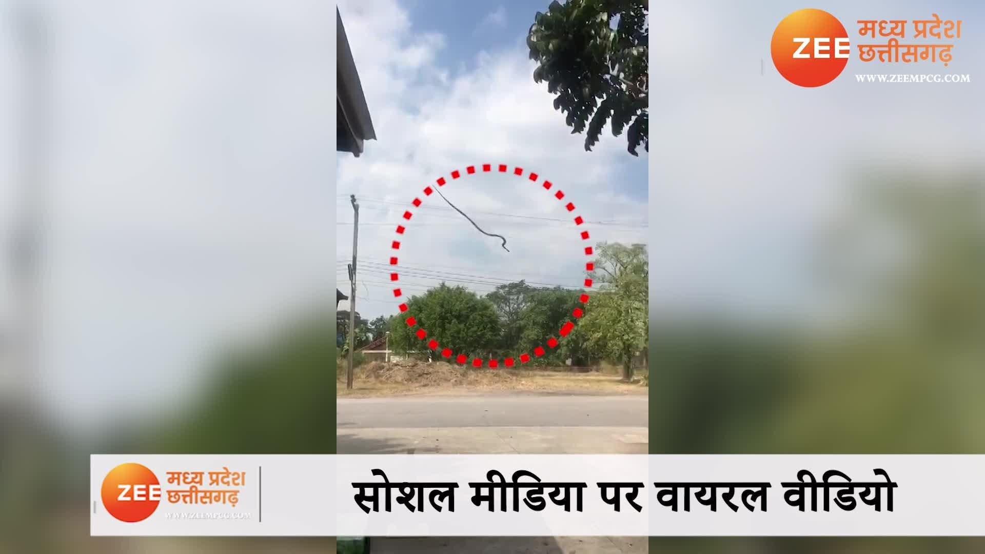 Flying Snake Video Cobra snake jumped roof of house udne wala saap see ...