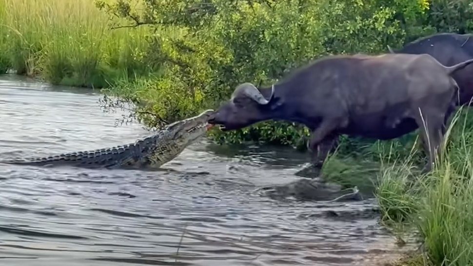 crocodile attack on thirsty buffalo dangerous fight video goes viral ...