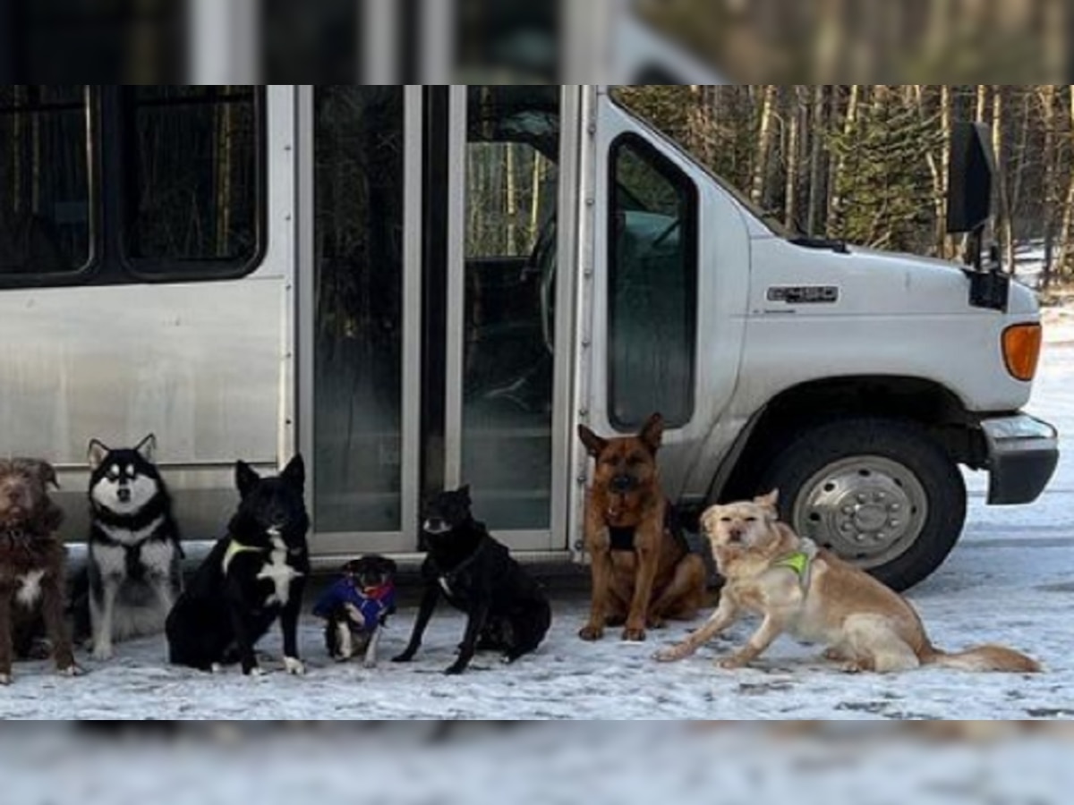 what is dog bus takes puppies on adventures in alaska america video ...