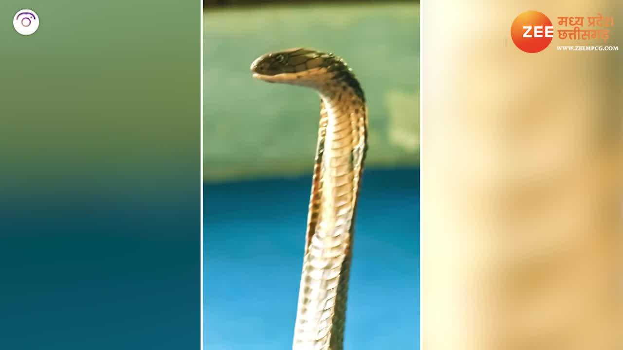 Man showed finger King Cobra snake stood up and attacked king cobra ...