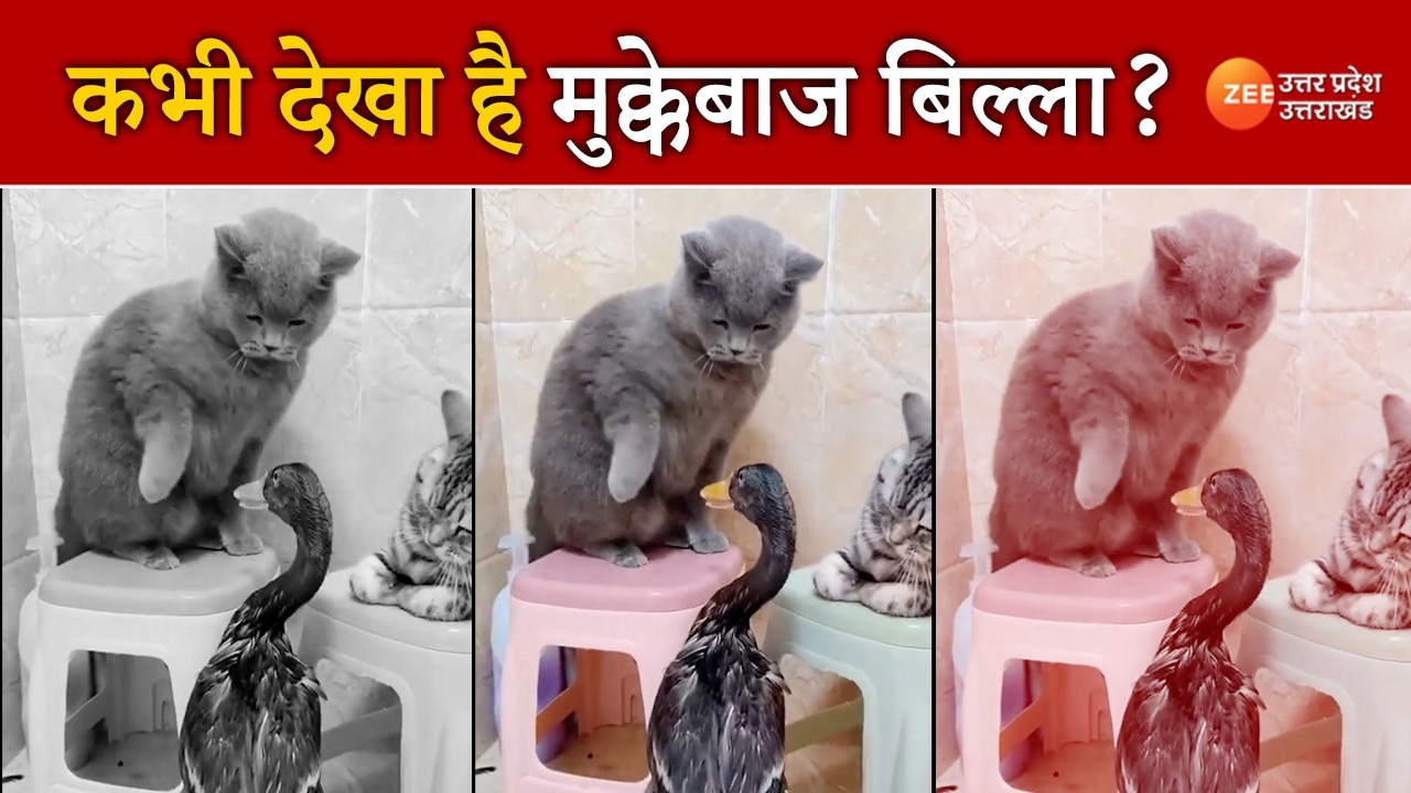 Cat vs Duck most funny cat fighting and punching duck video gone viral ...