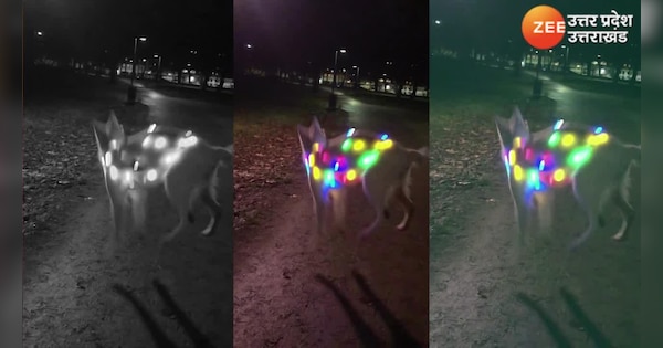 Watch reaction of dog when LED String Light tied on his body light vala ...
