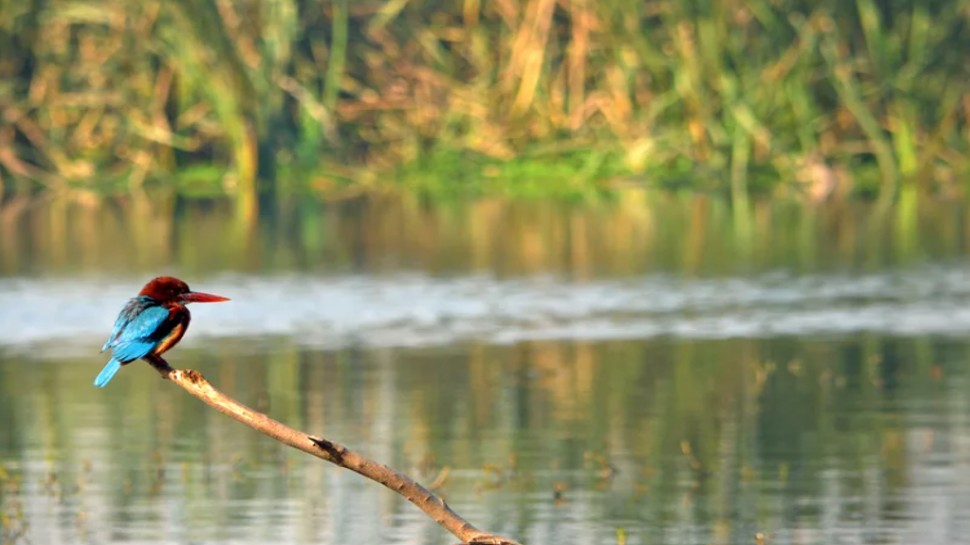 This is 12 famous bird century of Uttar Pradesh, know what are the ...