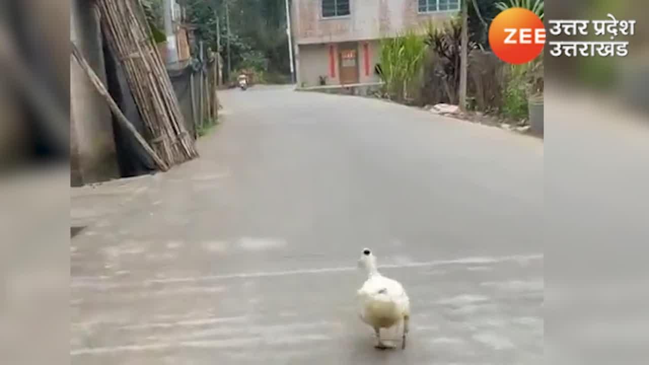 Duck catwalk viral video matak matak kar chali batakh ka video | बीच ...