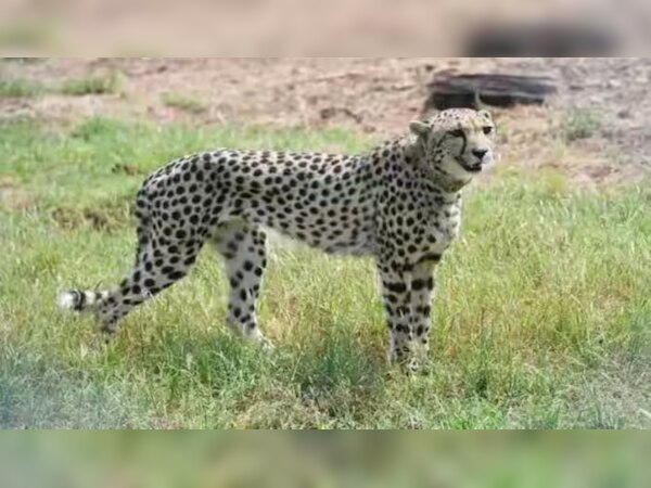 female cheetah Shasha fell ill in Kuno National Park people performed ...
