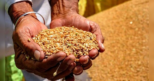 budget 2023 Wheat Prices Open Market Sale Scheme Nafed FCI relief ...