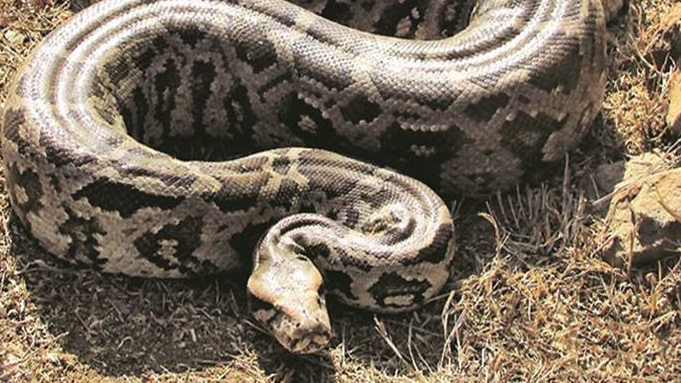 Man bites Snake and beheaded it | शख्स ने दांतों से सांप का सिर धड़ से ...