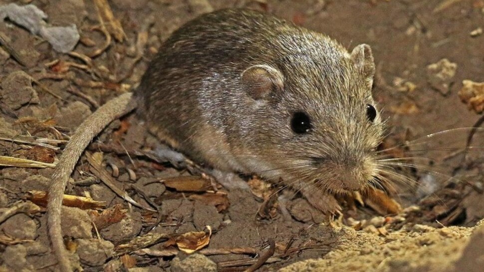 World Oldest Mouse at San Diego Zoo will make Guinness World Records ...