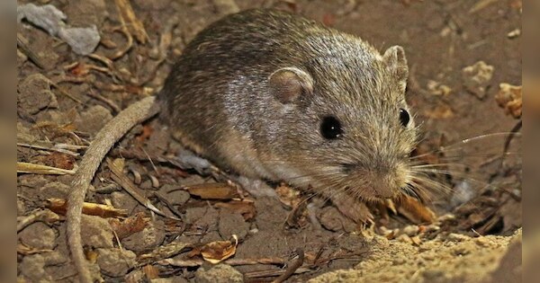 World Oldest Mouse at San Diego Zoo will make Guinness World Records ...