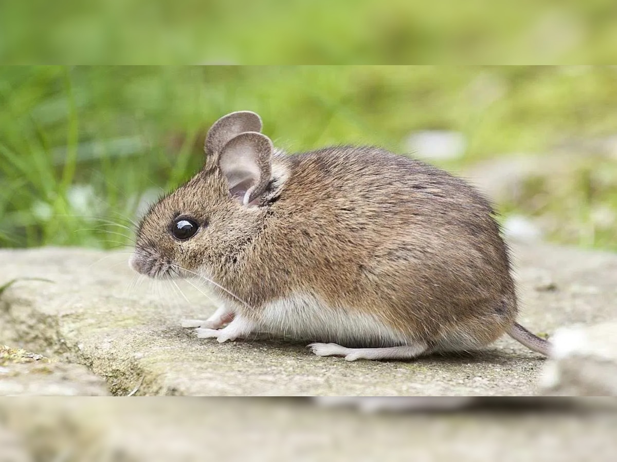 World Oldest Mouse at San Diego Zoo will make Guinness World Records ...
