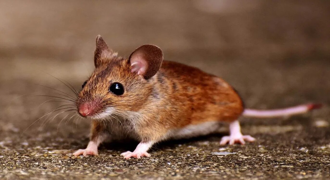 World Oldest Mouse at San Diego Zoo will make Guinness World Records ...