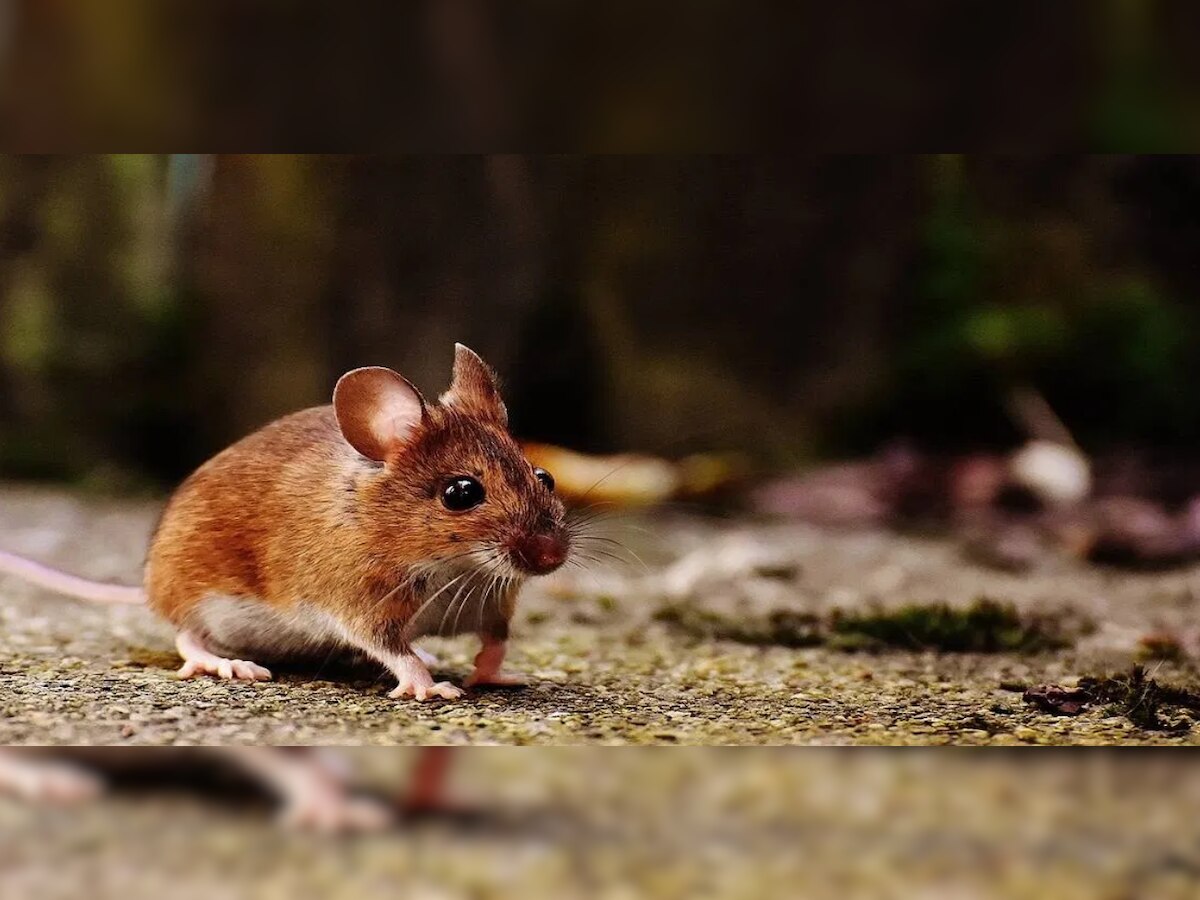 World Oldest Mouse at San Diego Zoo will make Guinness World Records ...