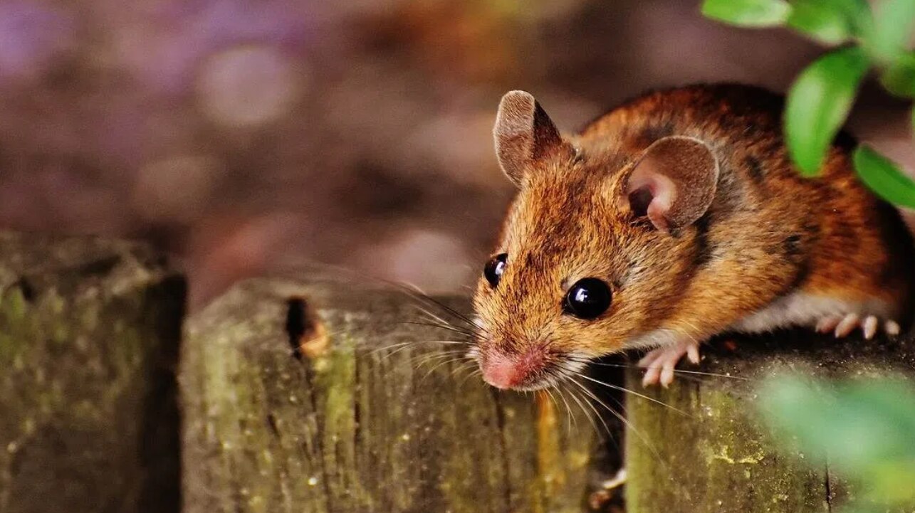 World Oldest Mouse at San Diego Zoo will make Guinness World Records ...
