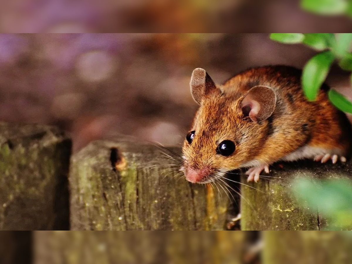 World Oldest Mouse at San Diego Zoo will make Guinness World Records ...
