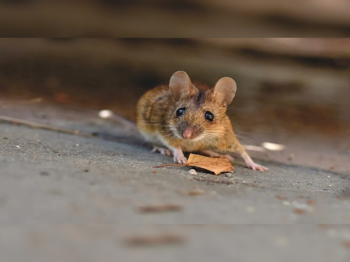 World Oldest Mouse at San Diego Zoo will make Guinness World Records ...