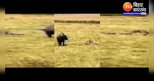 Buffalo Fight With Lion During Rescuing Zebra From Lion Jaws Game Of