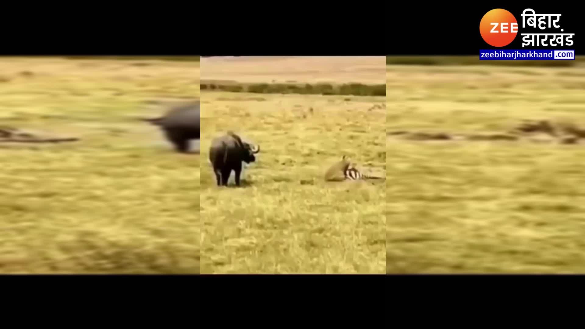 Buffalo Fight With Lion During Rescuing Zebra From Lion Jaws Game Of