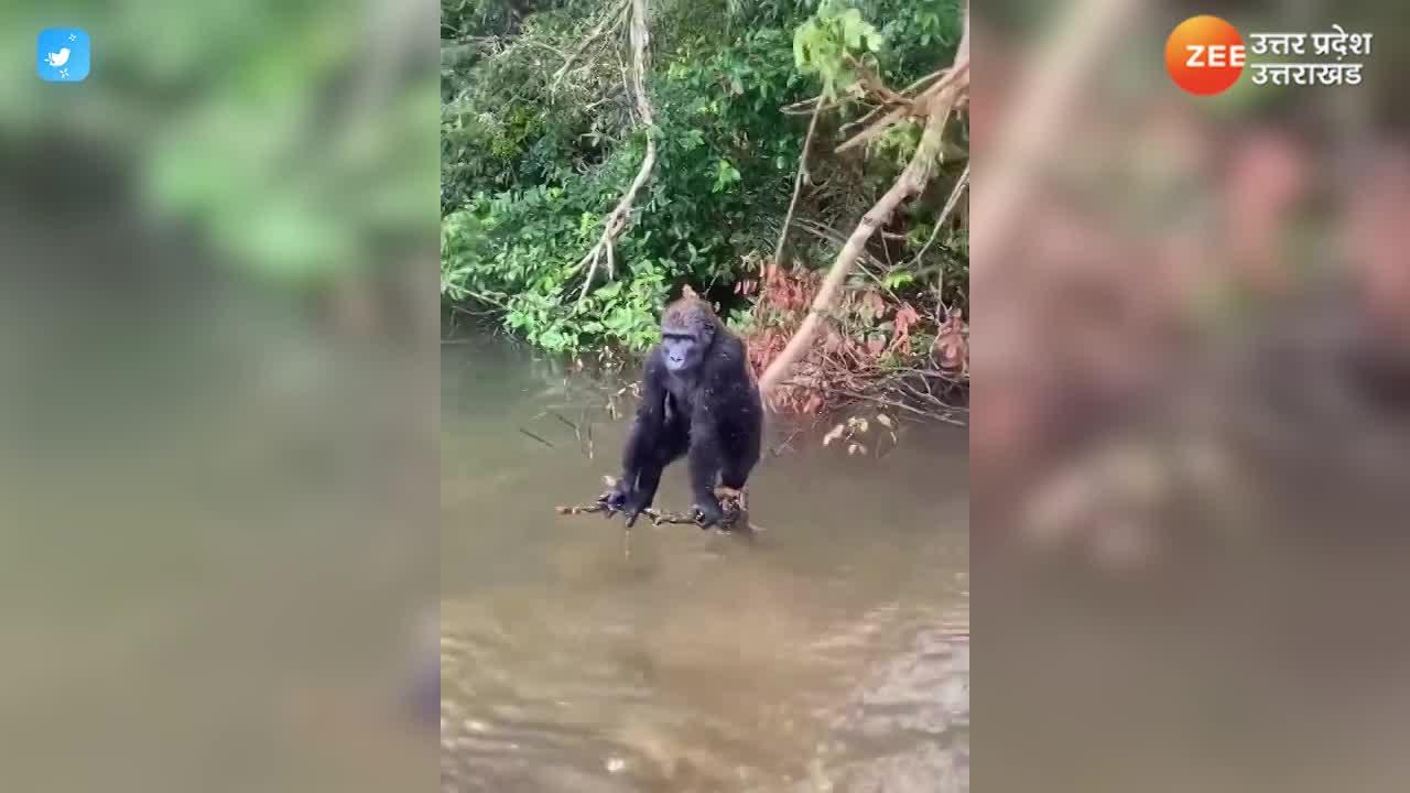 Chimpanzee in forest throwing water on people while having such fun ...