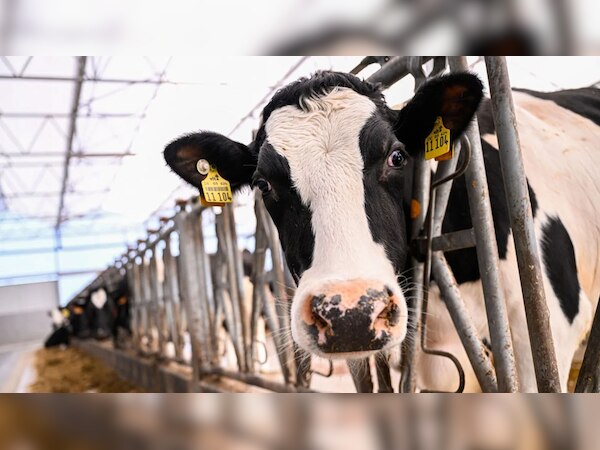 China claims to cloned three Super Cows that can pump out 300 tons of ...