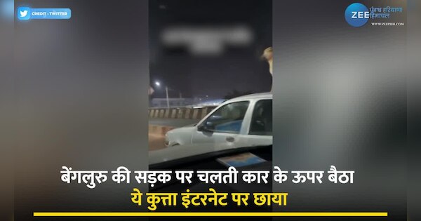 Bengaluru viral video of dog seen roaming on roof of moving car at ...