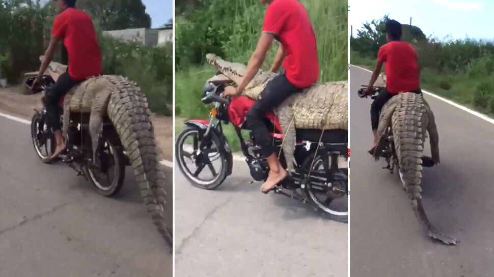 trending Man rides bike sitting on top of dangerous crocodile see ...