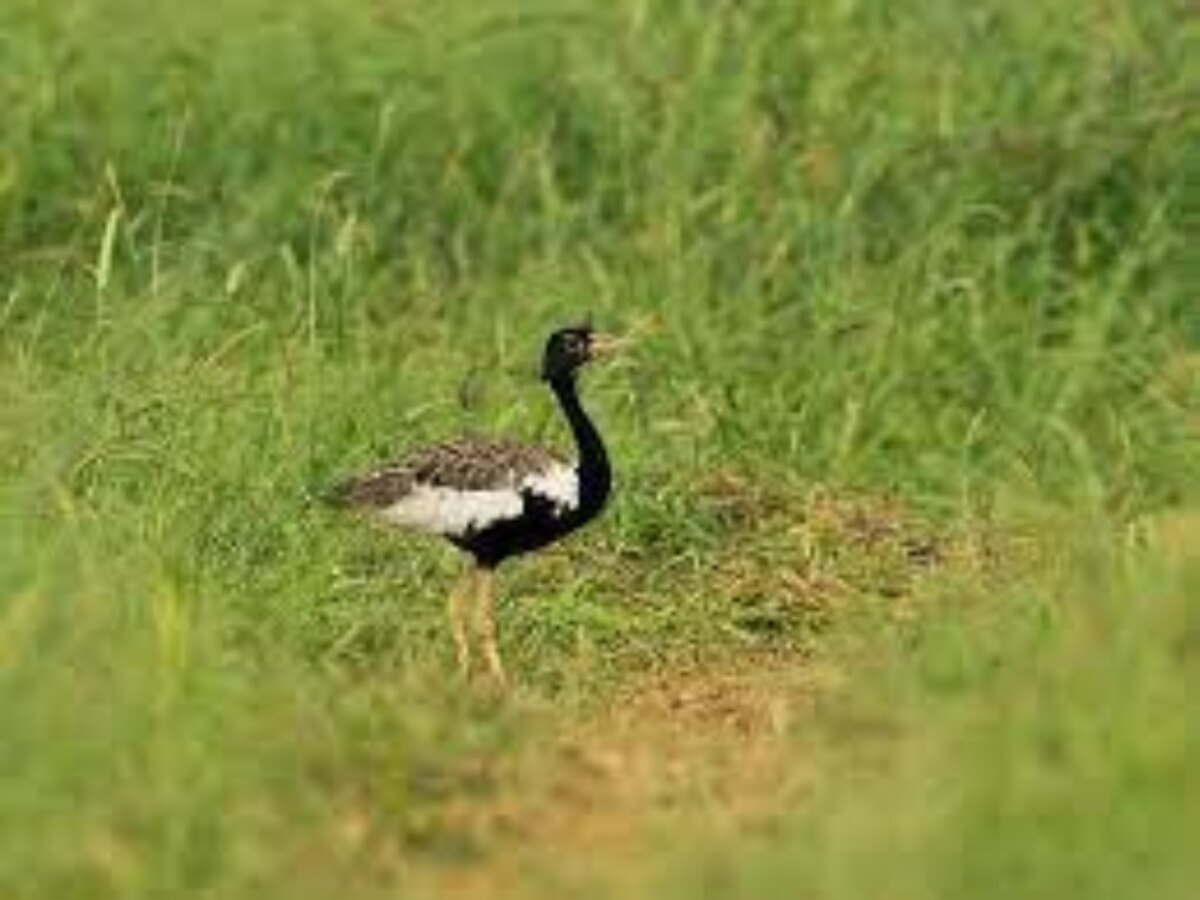 Like to see different species of birds Must visit these beautiful bird ...