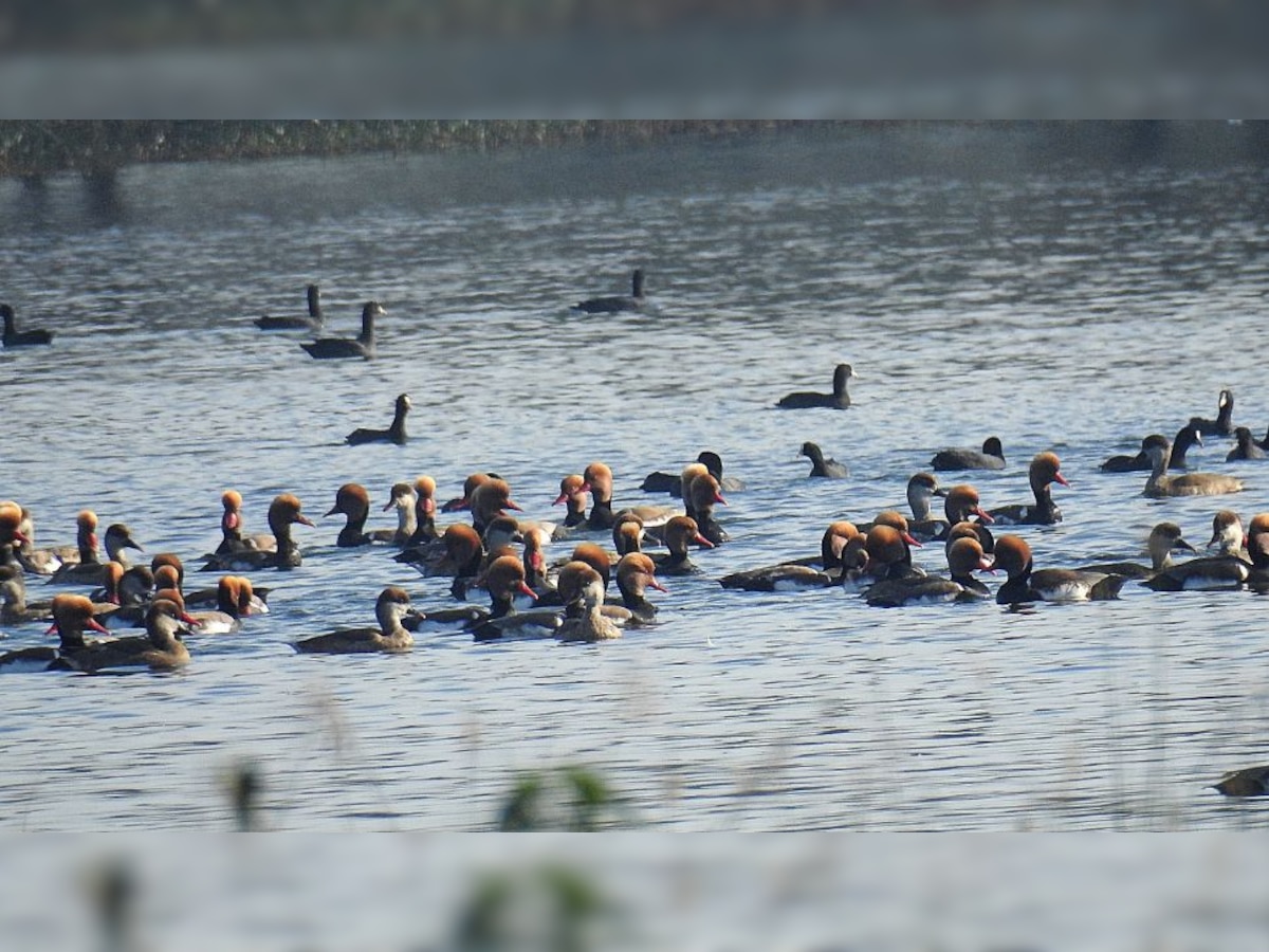 Like to see different species of birds Must visit these beautiful bird ...