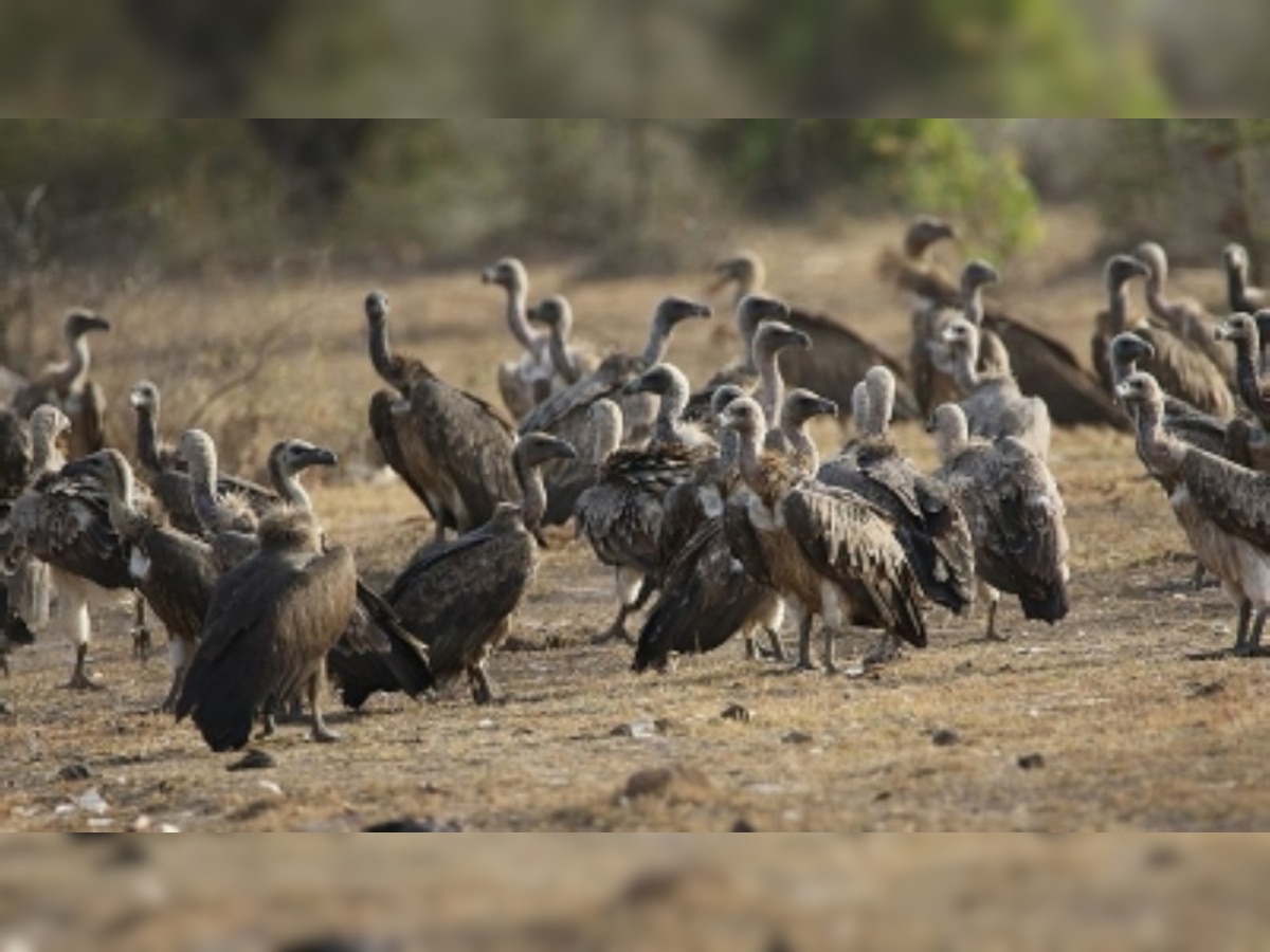 Like to see different species of birds Must visit these beautiful bird ...