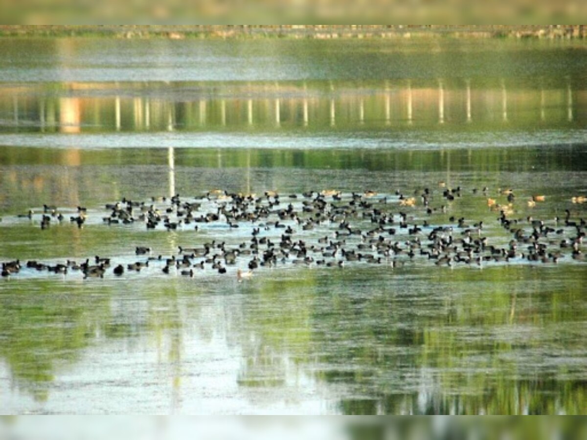 Like to see different species of birds Must visit these beautiful bird ...