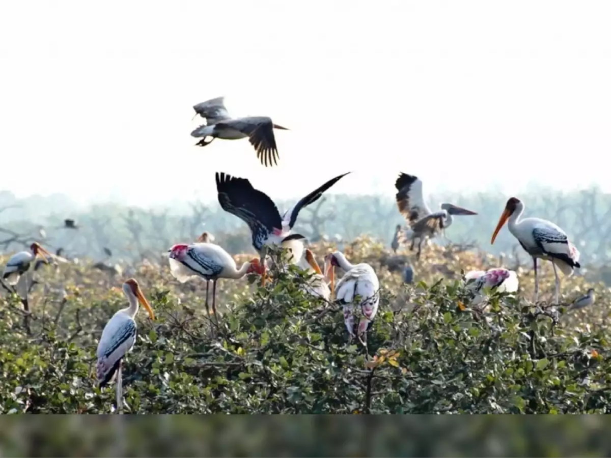 Like to see different species of birds Must visit these beautiful bird ...