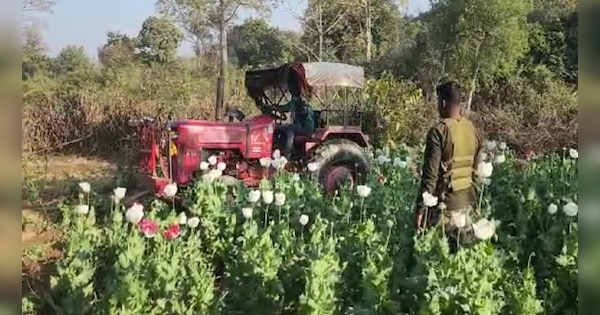 bihar Police destroyed APHEEM cultivation in Nawada | नवादा में बड़े ...