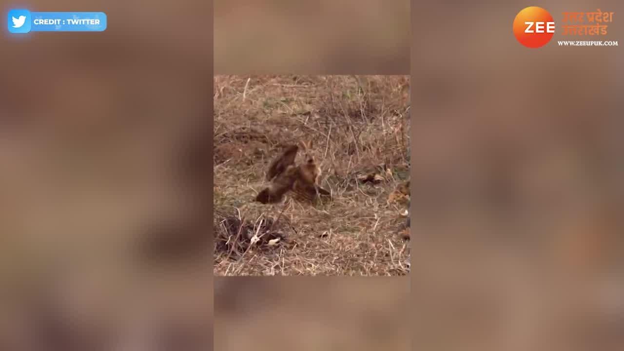 Viral Video Eagle hunting raabit in jungle cheel ka video animal planet ...