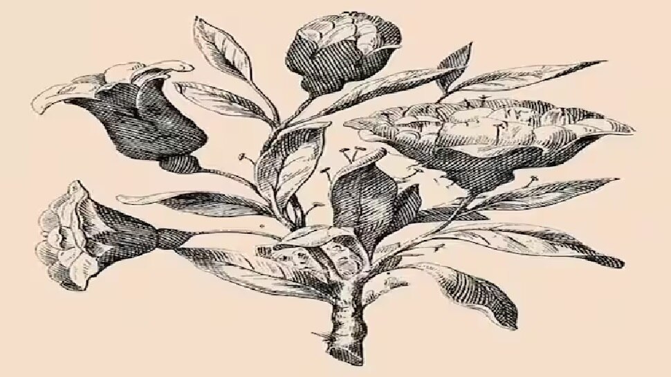 optical illusion find out 6 hidden faces in viral picture how many ...