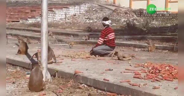 Vegetable trader Shri Ram feed monkeys with many food everyday see ...