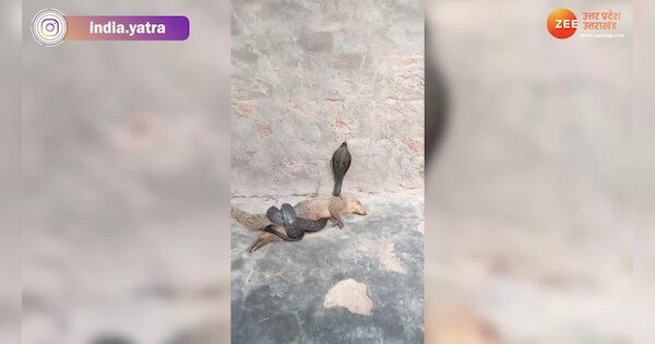 Viral danger snake took nevla life watch this viral animals video ...