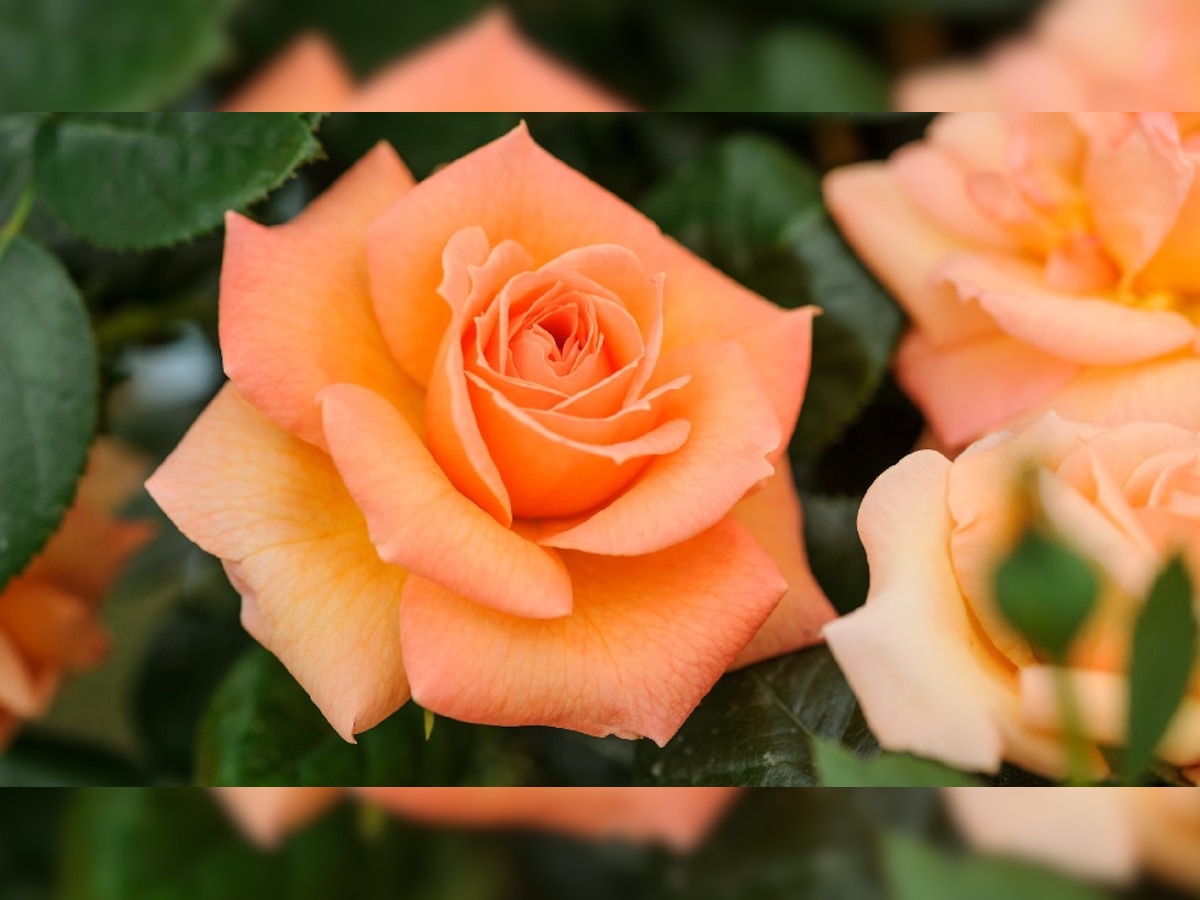 Rose Day: know the meaning of different colours of roses | Rose Day पर ...