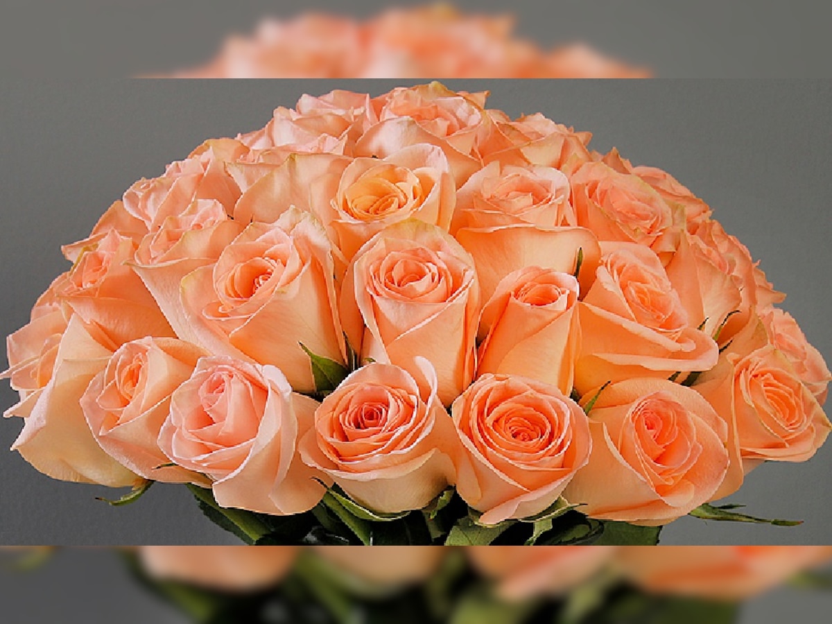 Rose Day: know the meaning of different colours of roses | Rose Day पर ...
