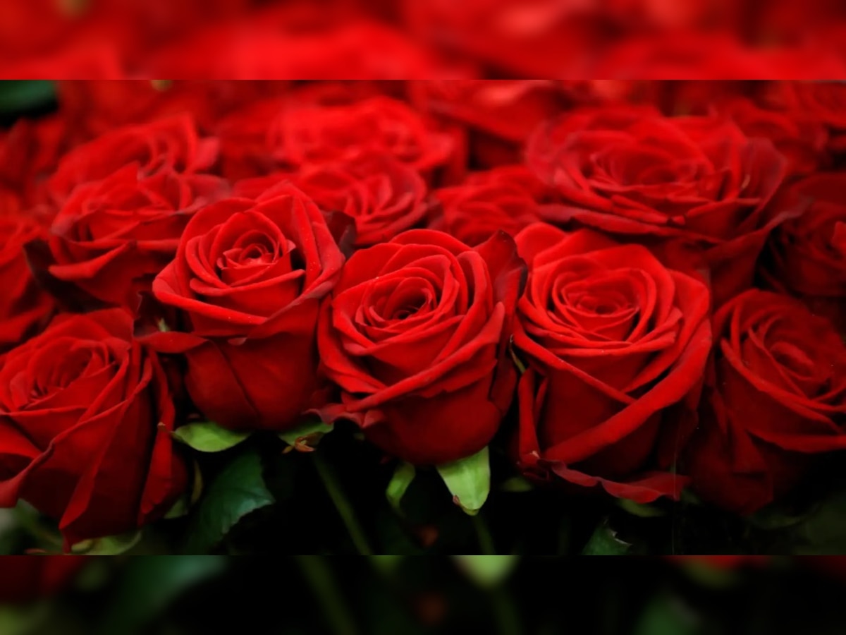 Rose Day: know the meaning of different colours of roses | Rose Day पर ...