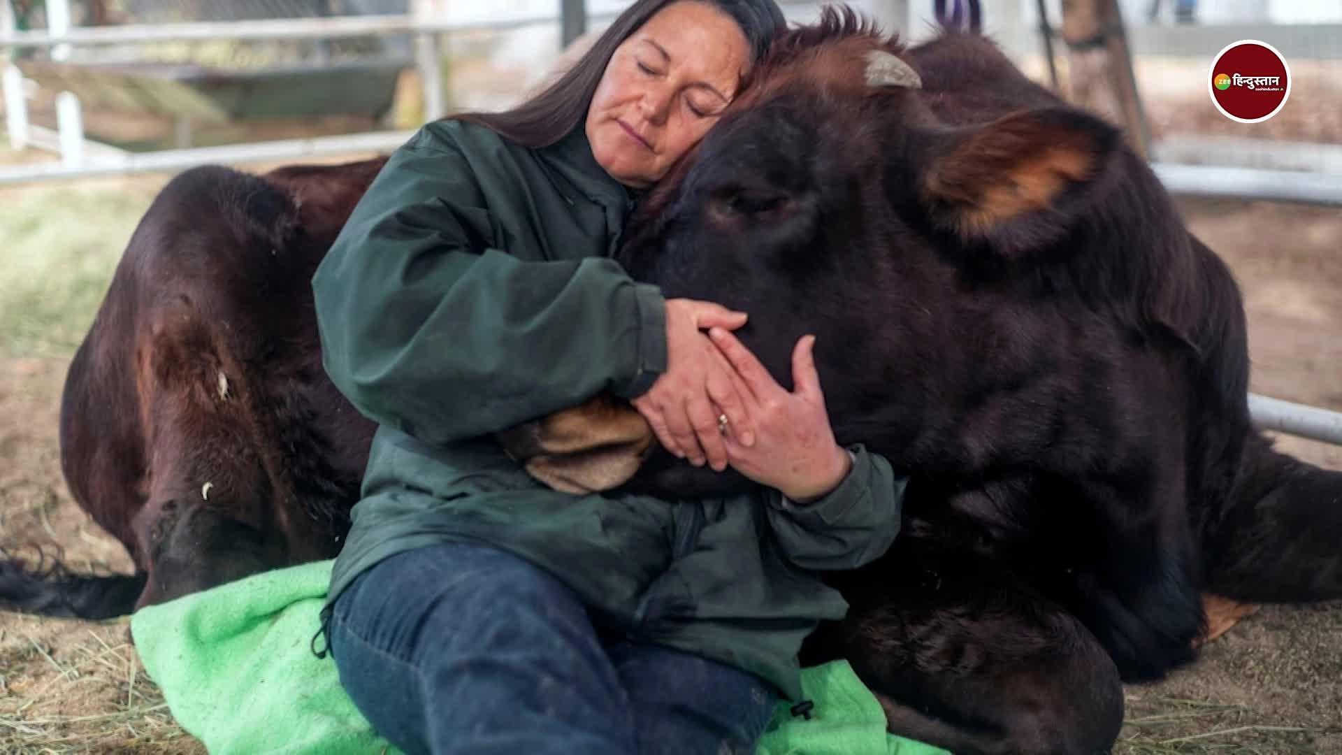 celebrate cow hug day this 14 february valentines day spread love appeal by animal welfare board ...