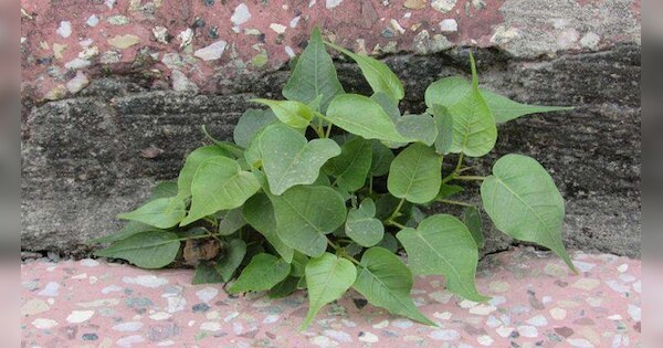 Peepal Ke Ped ko Hatane ke Upay what to do if Peepal grows in house ...